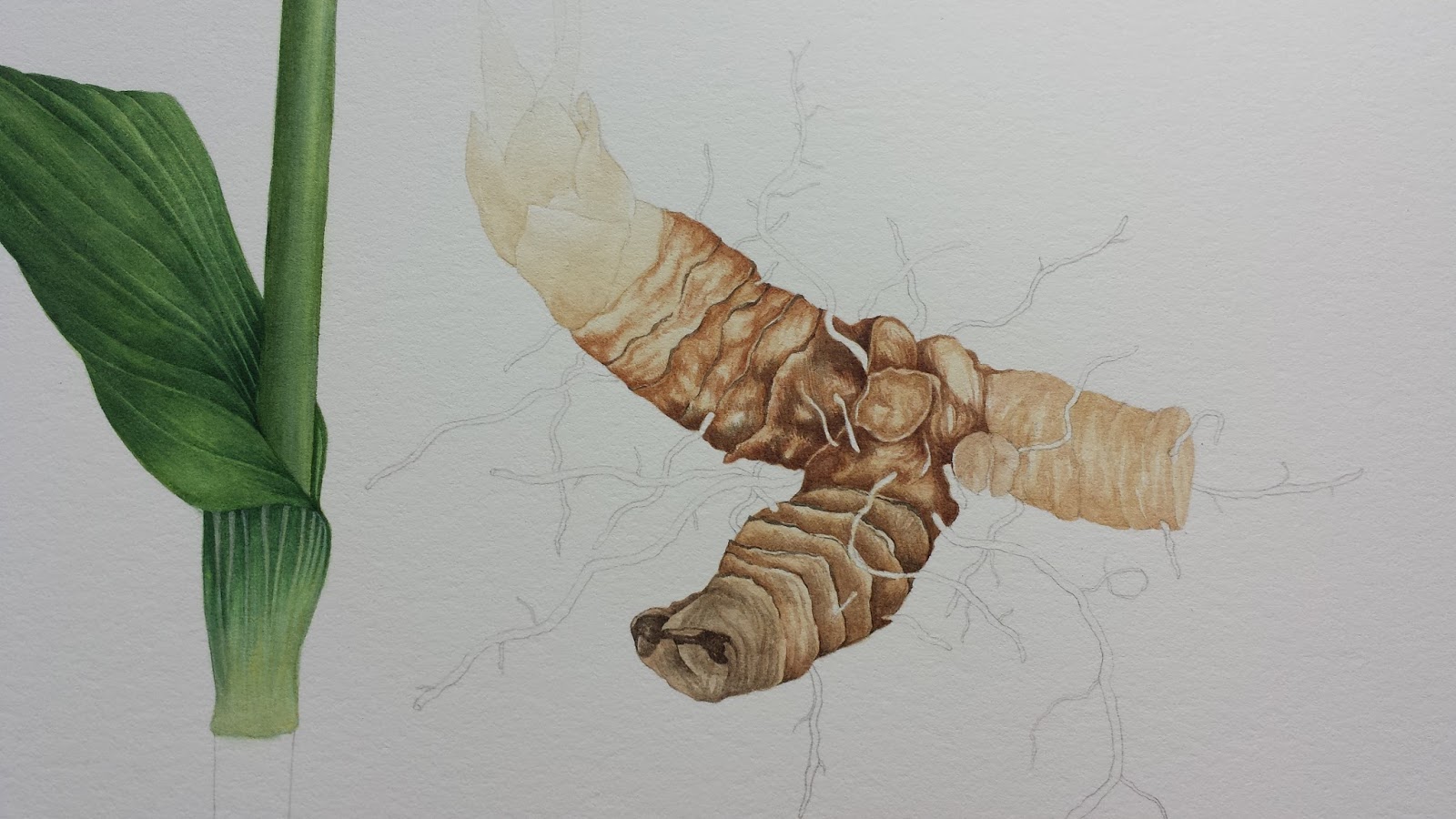 The Natural Year: Back to my roots (ii)