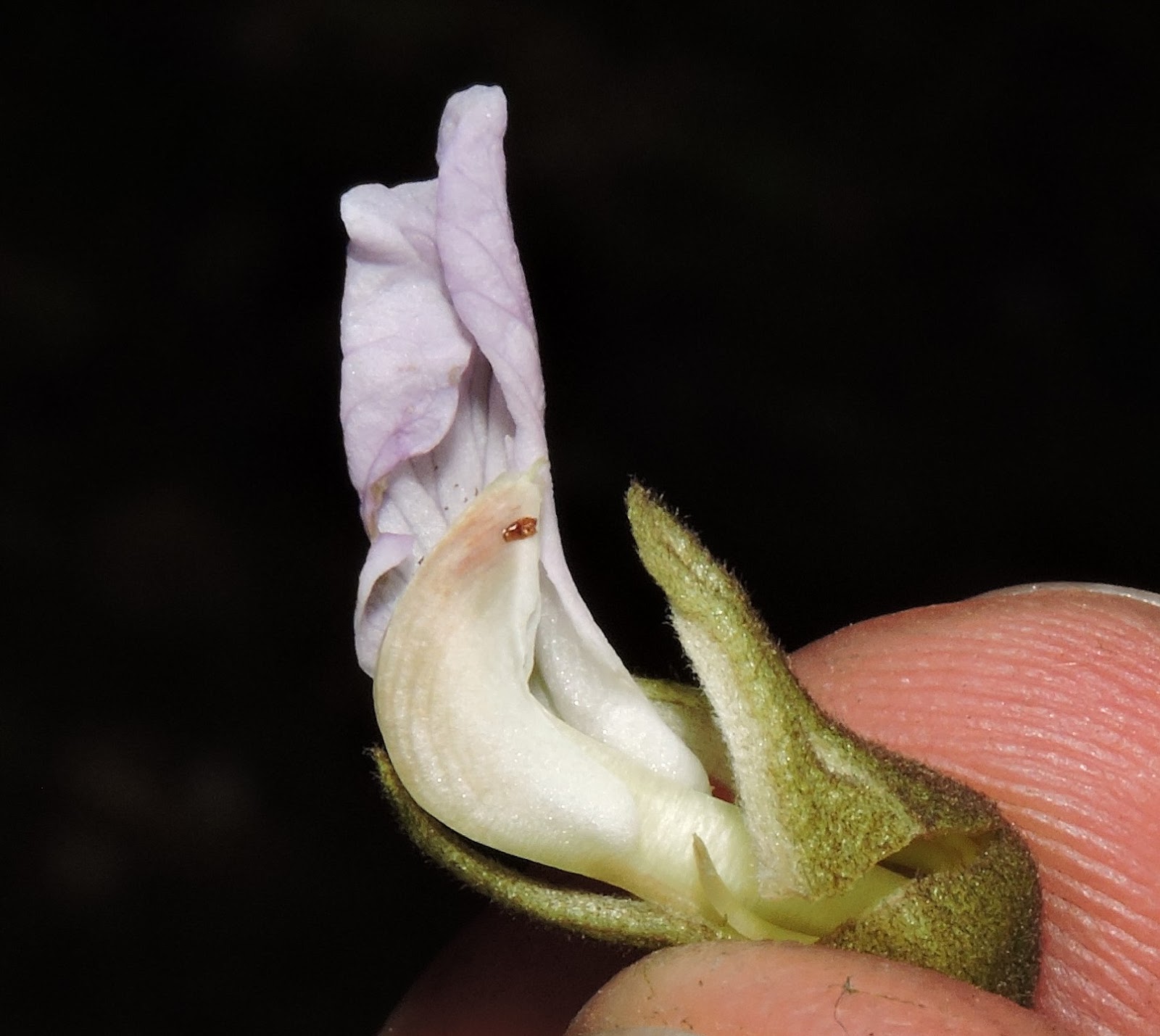 Fabaceae - Leguminosae no Brasil: Fabaceae - Poecilanthe grandiflora ...