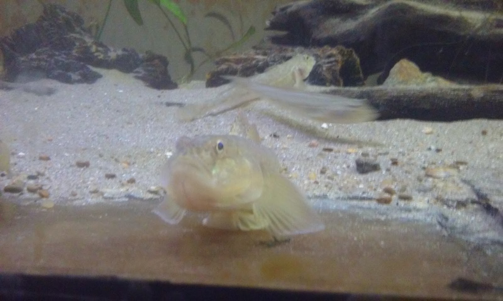 Update on my freshwater gobies | MonsterFishKeepers.com