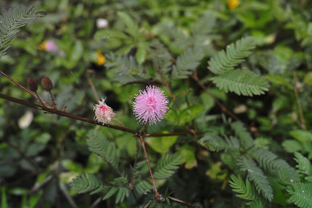 Peka Terhadap Rangsang (iritabilitas) pada Tumbuhan