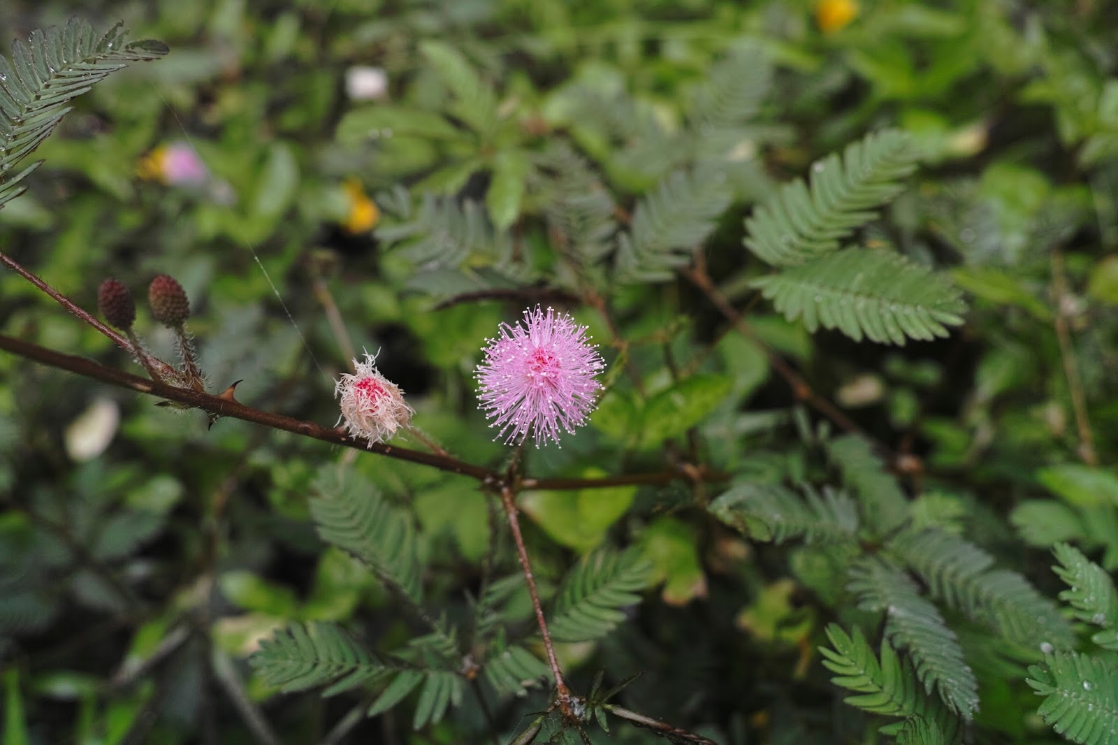 Peka Terhadap Rangsang (iritabilitas) pada Tumbuhan