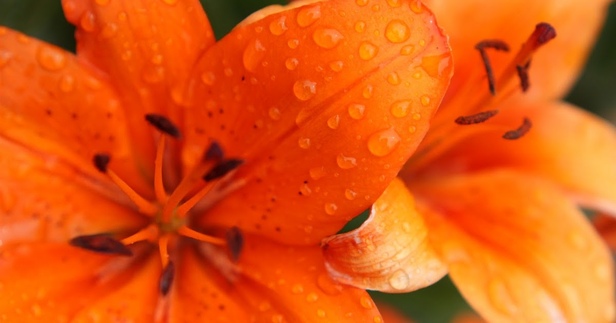 Mes Petites Passions: Le lys orangé