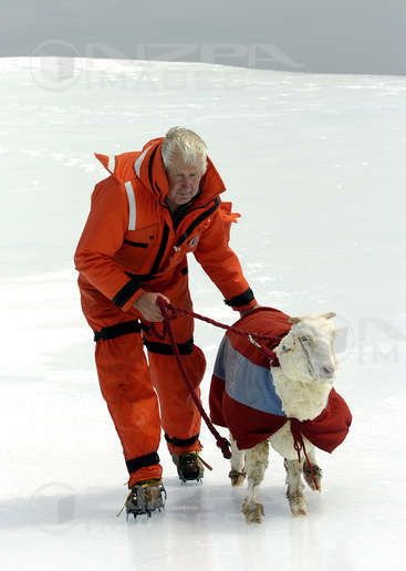 Die K-Files. Knuts Aussenposten im Indischen Ozean: Kein Schaf wie ...