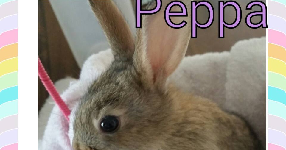 Rabbit Rescue Sanctuary: BABY BUNNIES FOR ADOPTION IN TWEED HEADS