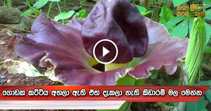 Video Footage Of Rare Kidaram Flower | Wishwa Karma