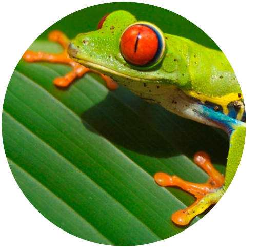 La diferencia entre Sapo y Rana... sabes cual es?