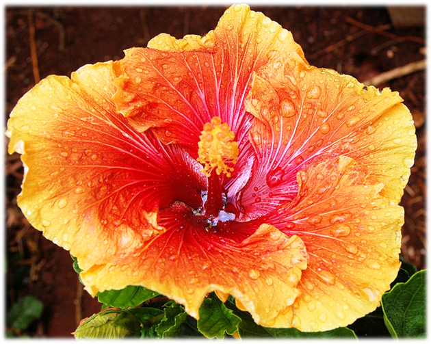 El Viajero: El Gumamela