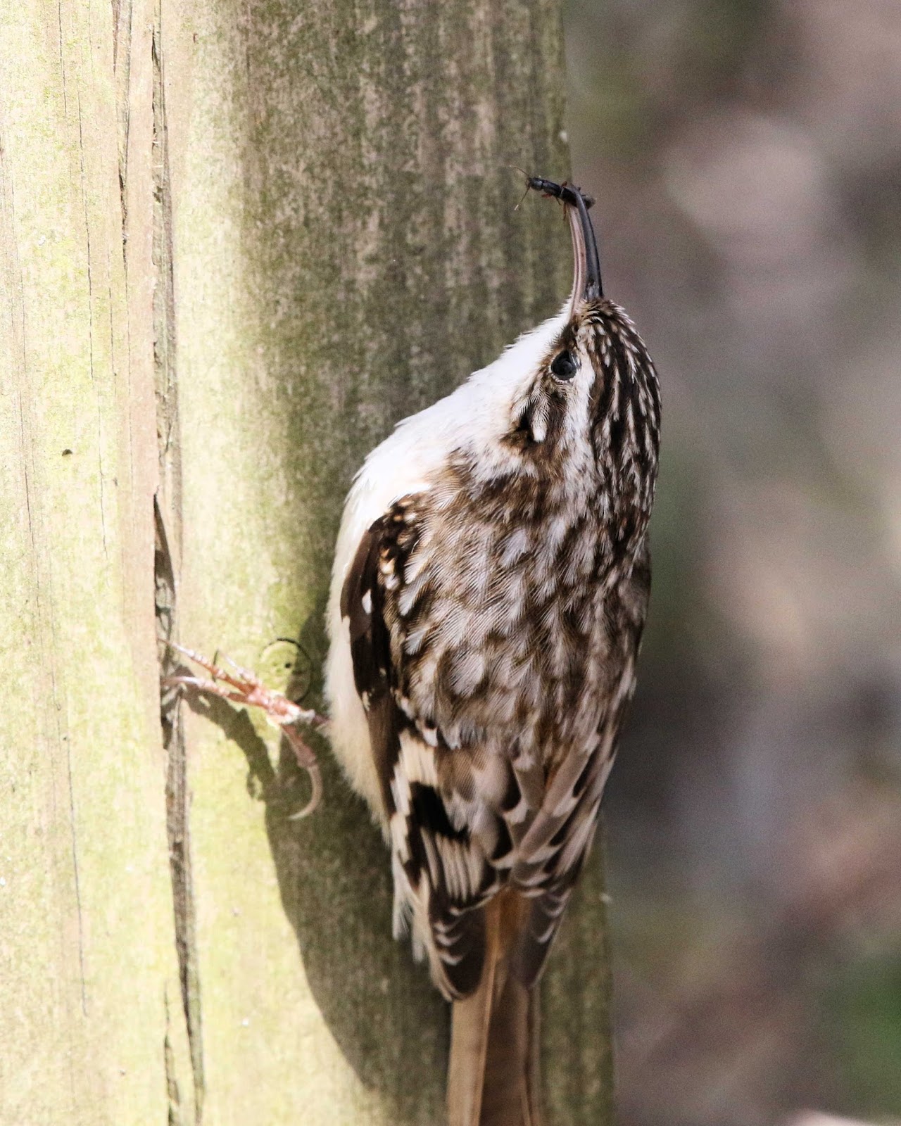 Birds from Behind : A Creepy Day at Magee marsh...