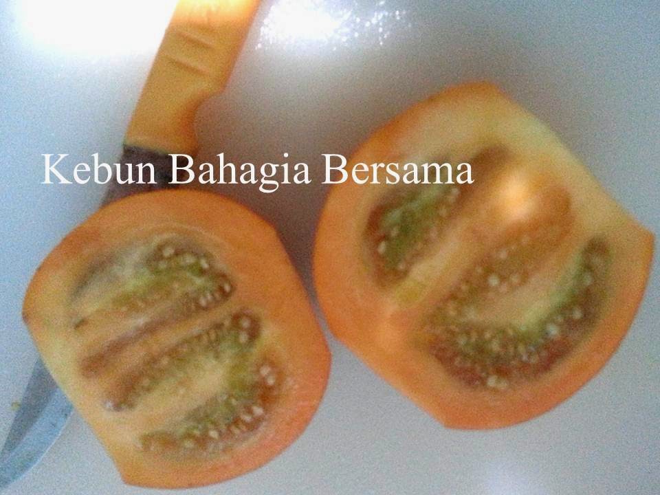 Kebun Bahagia Bersama: Fresh Seeds Terung Asam Sarawak