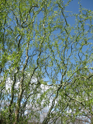 Trees: Corkscrew willow