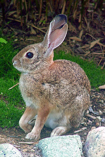 Mary Cummins Wildlife Rehabilitation Animal Advocates News Los Angeles ...