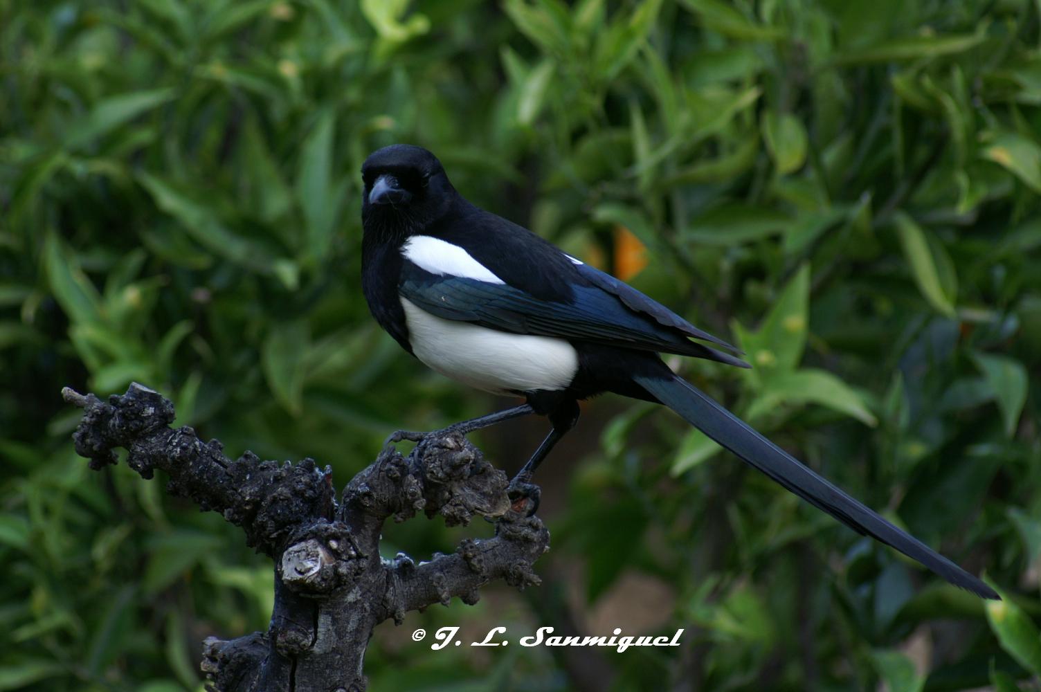 El Gallipato Alcublano: LA URRACA (Pica pica) (Linnaeus, 1758)