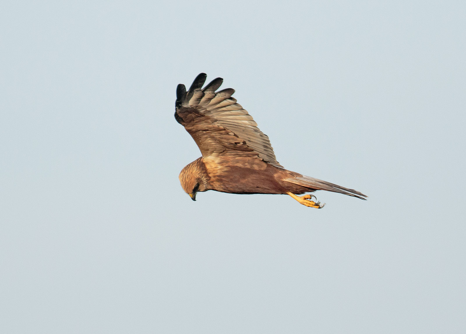 pewit: male Marsh Harrier 2cy?