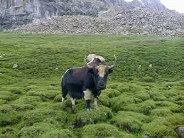 Beautiful Gilgit-Baltistan: ANIMALS IN BALTISTAN,