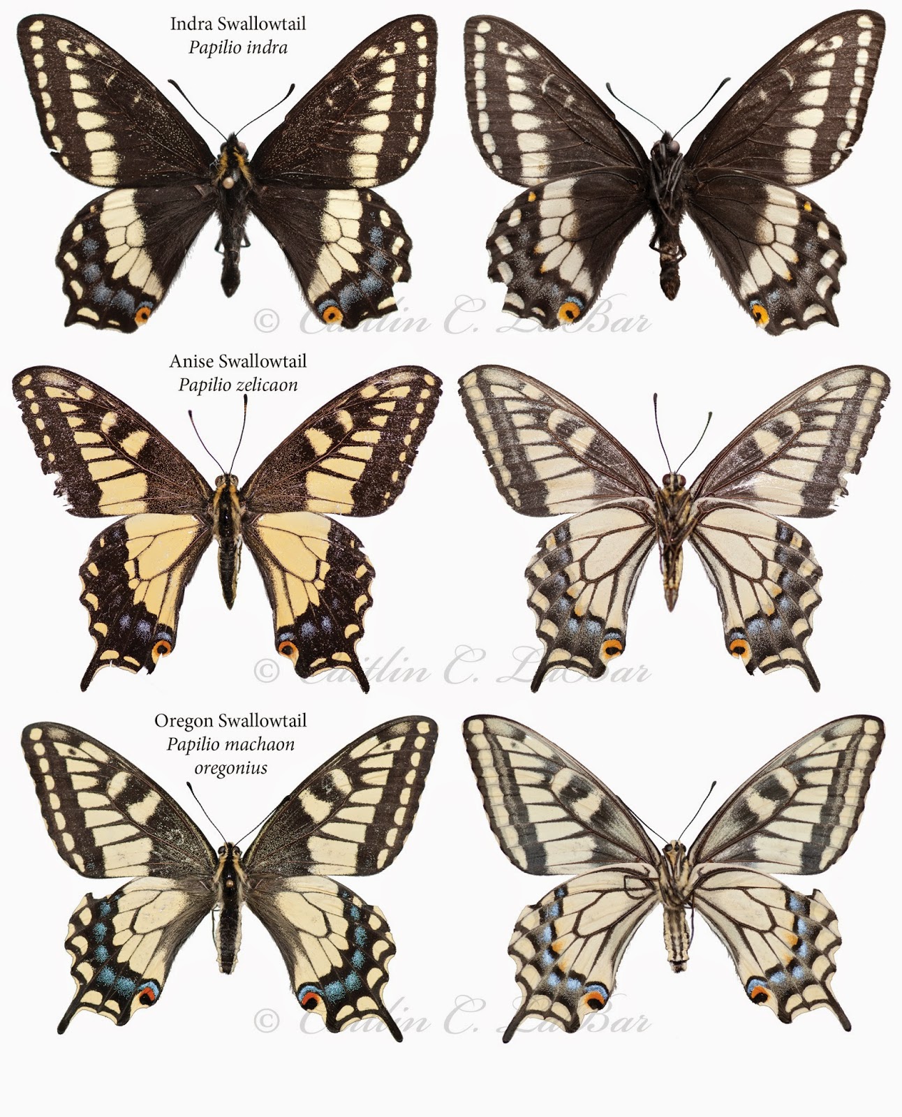 Northwest Butterflies: Species Profile: Swallowtails
