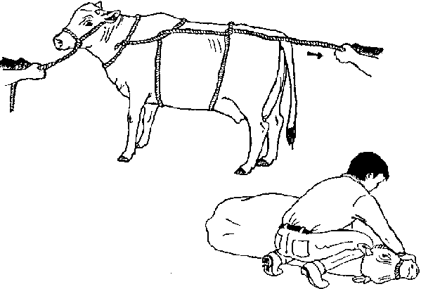 Restrain dan Casting pada Sapi, Kambing, dan Domba - Mydokterhewan