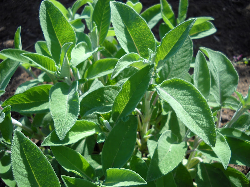 HORTA À PORTA: SALVIA OFFICINALIS (SALVA-das-boticas, salva-mansa, erva ...