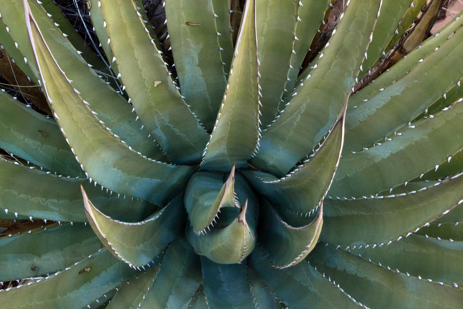 Suburban Naturalist: Agaves