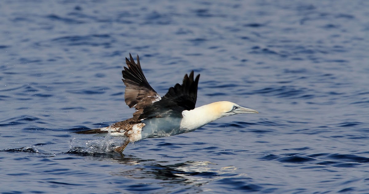 Viajes, Salidas, Naturaleza, (Fotografía).: Alcatraz Atlántico (Morus ...
