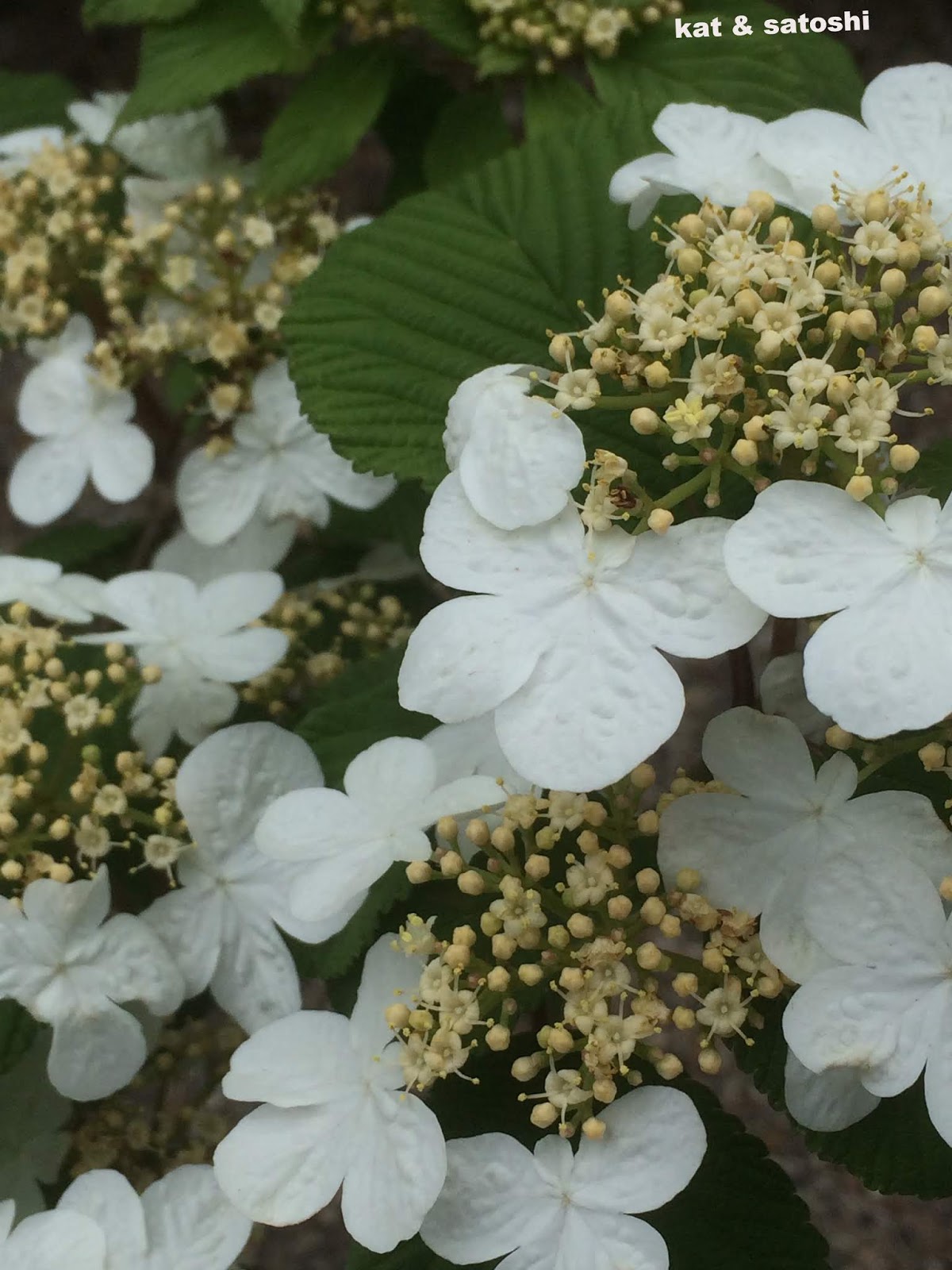 Our Adventures in Japan: osaka-gojo