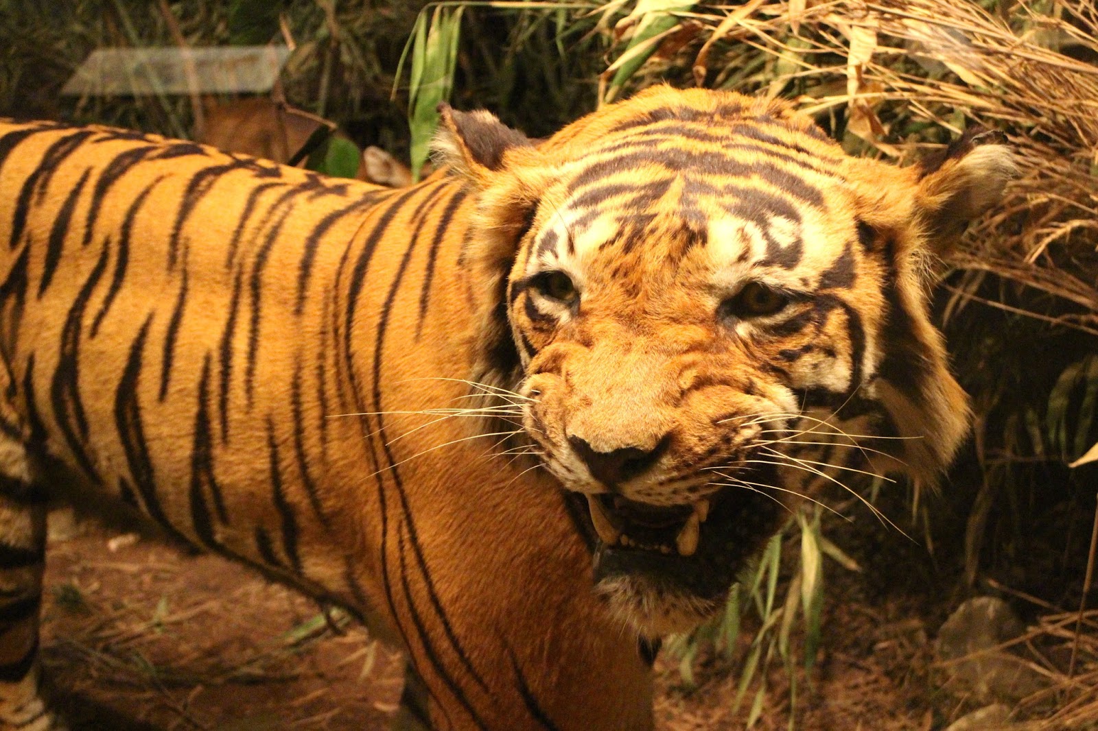 Miscriant: Quex Park, The Cotton-Powell Museum