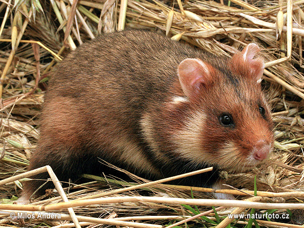 The Hamster Wildlife | The Wildlife