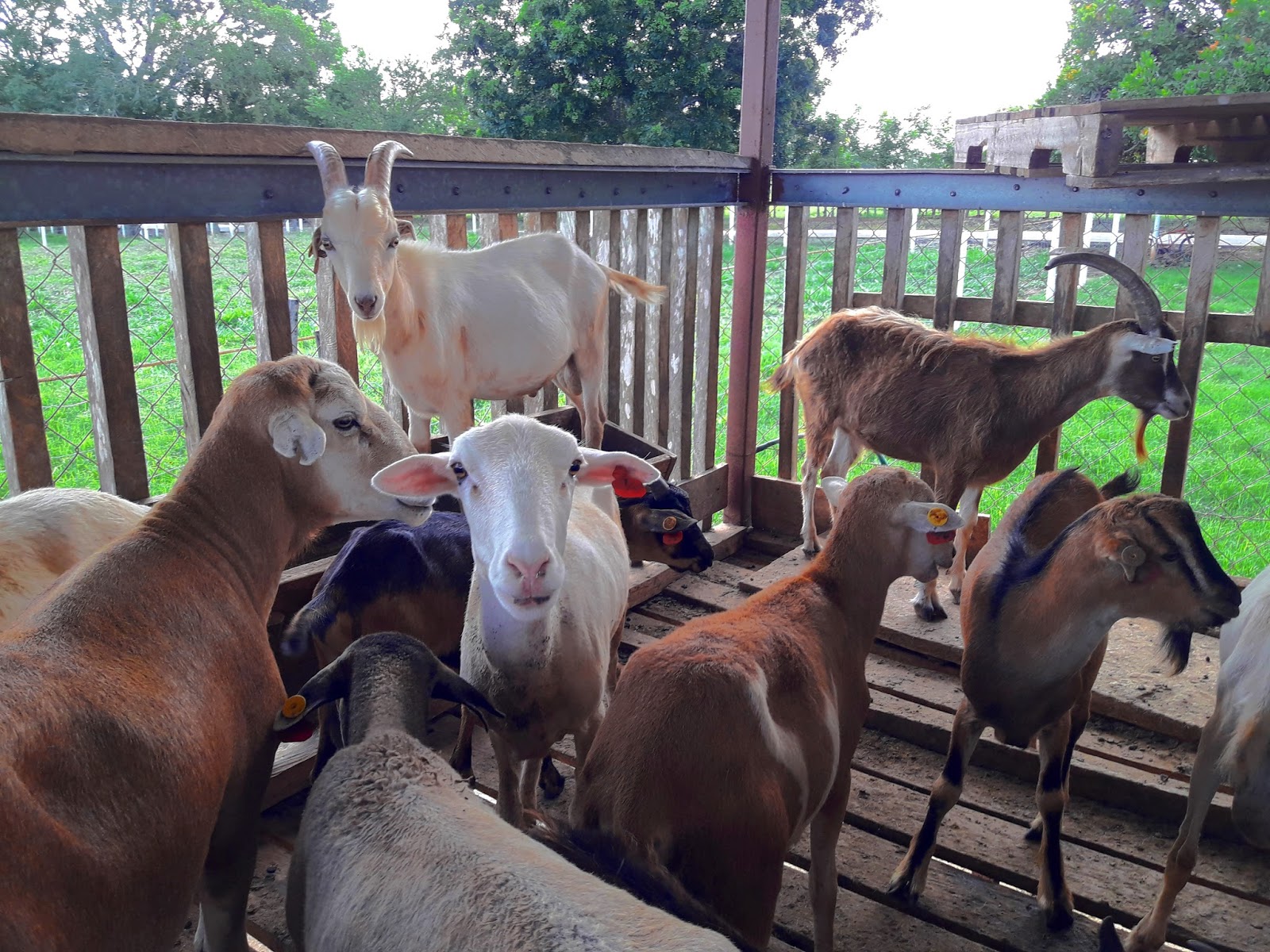 PRODUCCIÓN DE CAPRINOS: Produccion de Leche en caprinos