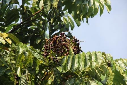 Wild Edible Tree 7 - Kasai ~ RimbaGunong