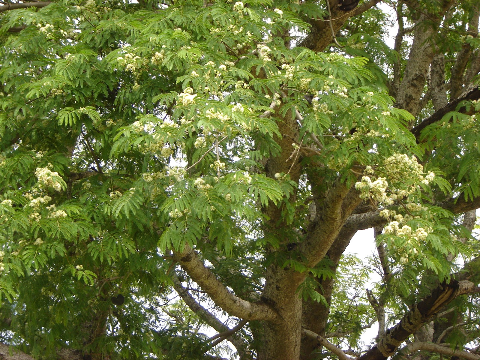 v e r d e c h a c o: Timbó colorado / Oreja de negro