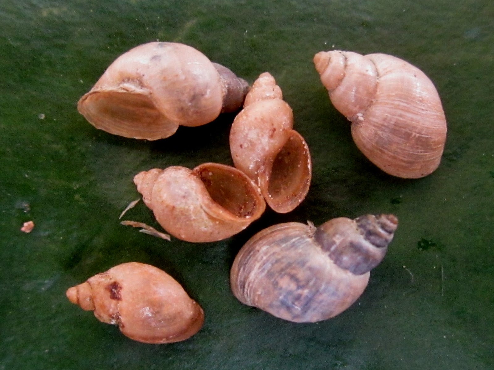 Biodiversity of Cyprus by NGO Protection of the Natural Heritage and ...