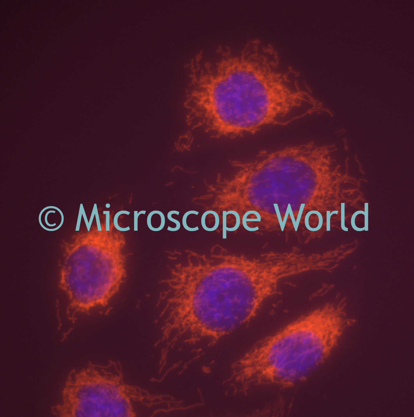 Microscope World Blog: September 2011
