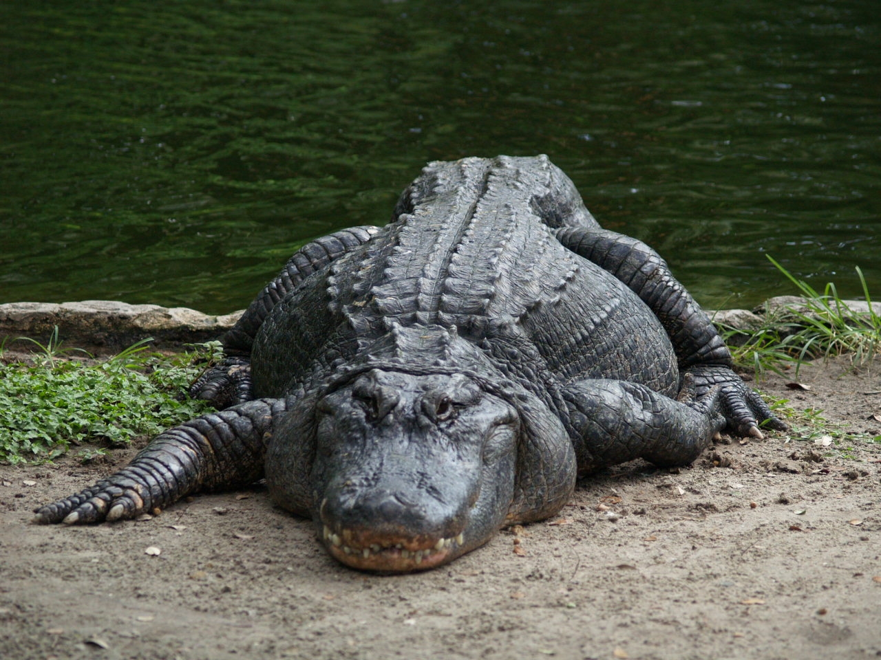 Alligator