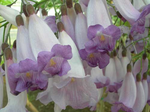 Caroba-roxa - Jacaranda puberula Cham.