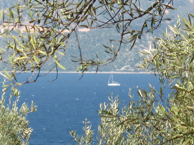 Jurnal de gradina: In livada cu maslini