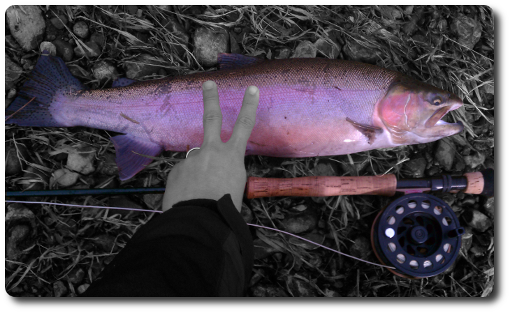 Illinois Wisconsin Fishing: a mid november recap