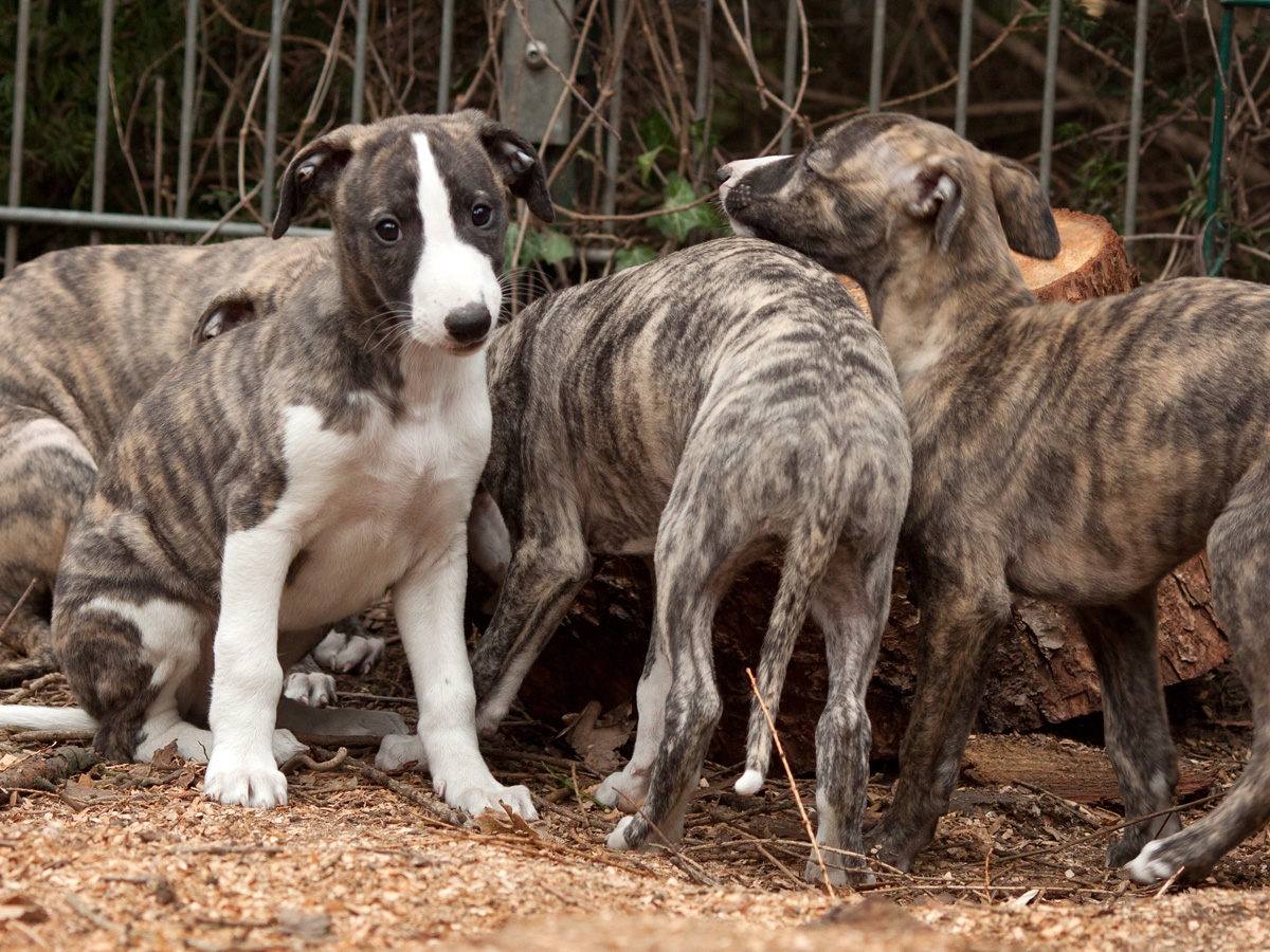 Whippets High on Emotion: Aktuelle Welpenfotos