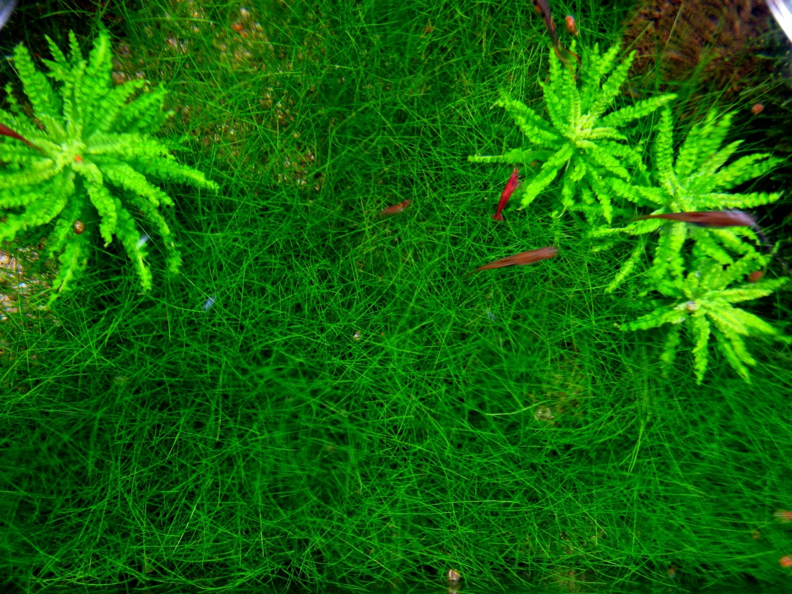 Eleocharis sp. ~ Acuario Batuke