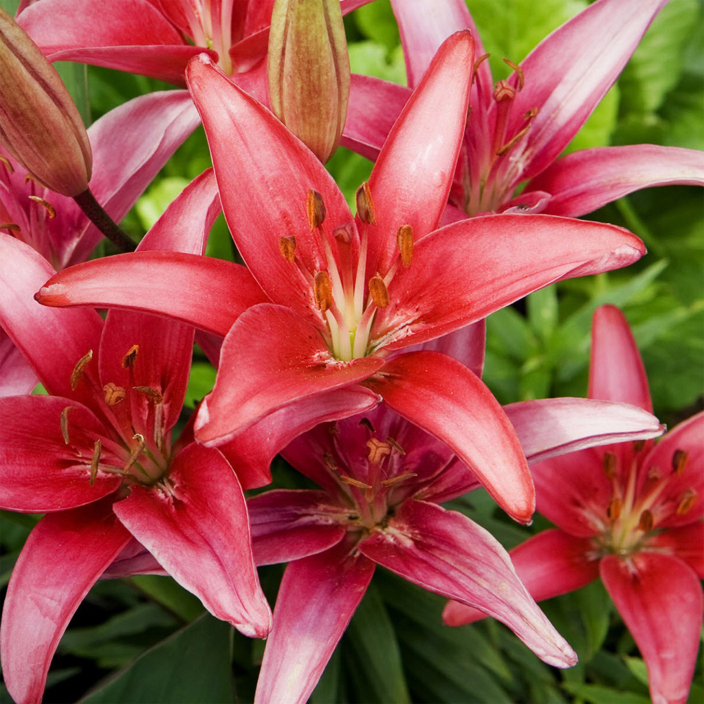 Red Lilies | Cool Wallpaper
