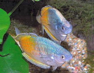 Rainbow Fish - Fishes