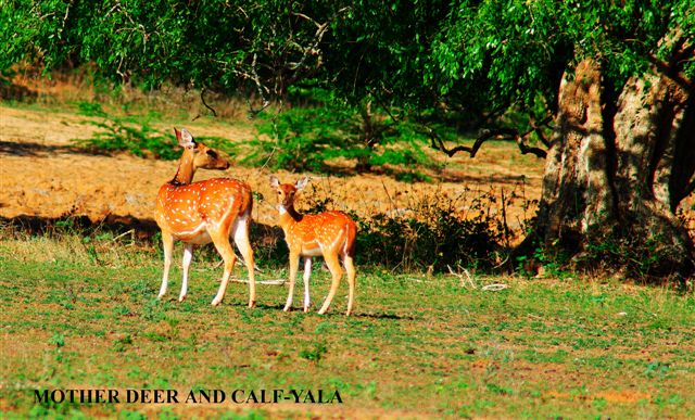 Nature and Others on camera by Asiri: ANIMALS AND OTHER SPECIES OF SRI ...