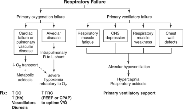 Respiratory Failure-Hypoxia and Hypercapnia | Evaigeren