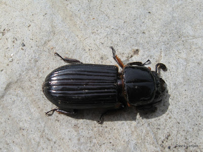 Fauna de Colombia - Wildlife Colombia: Escarabajos o Cucarrones
