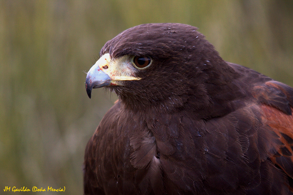 Fotografía de Naturaleza - JM Gavilán: Halcón Harris (Parabuteo unicinctus)