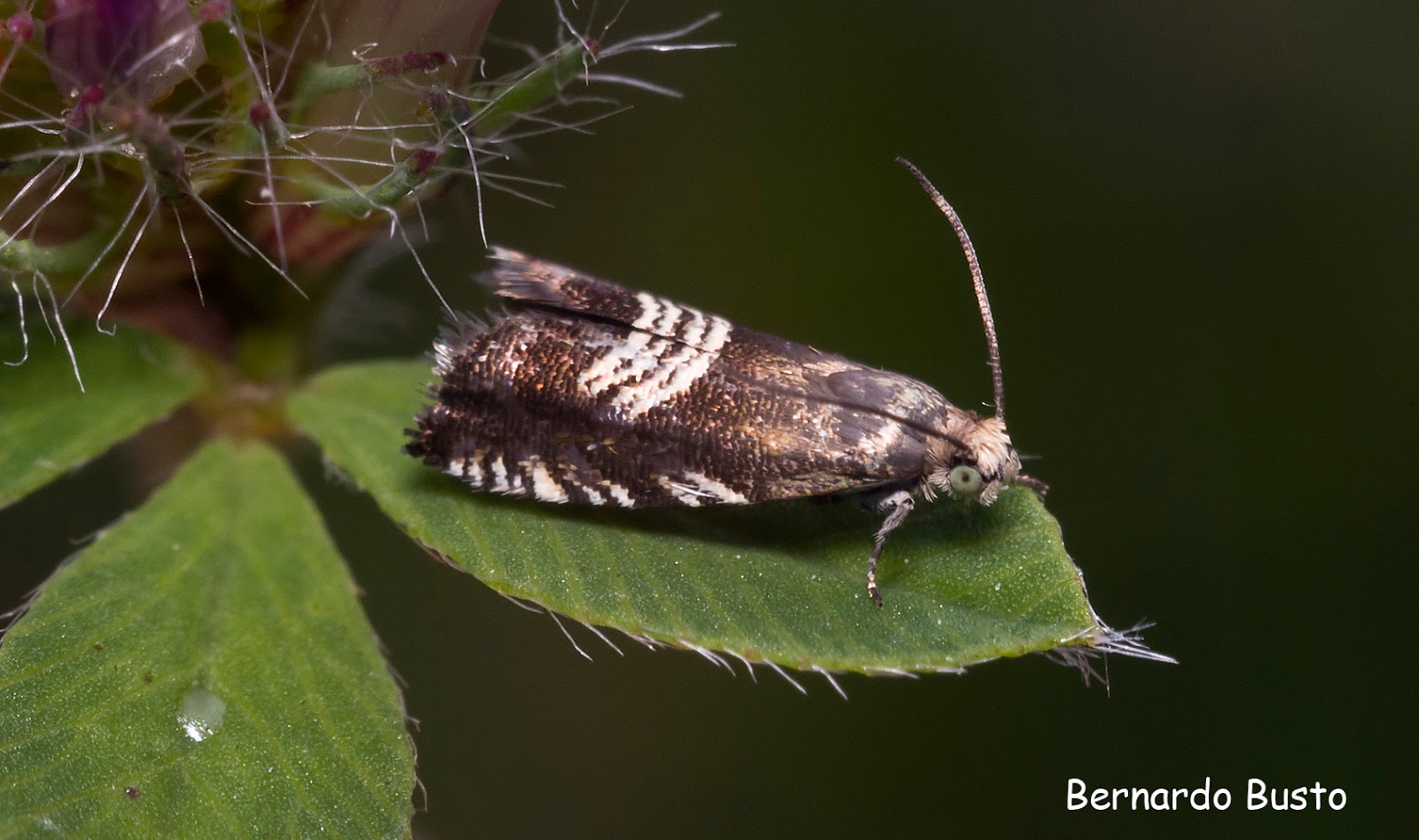 RÍA DE LA VILLA: Polilla en el trébol
