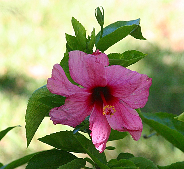 Gardening With Nature: Garden Bloggers' Bloom Day - October 2011