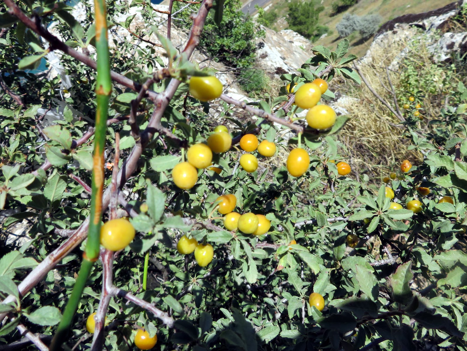 Cittaslow Botanik Park: KİRAZ AĞACI
