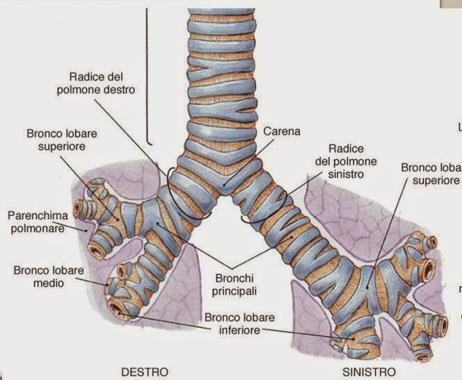 Appuntando chimica e biologia: Apparato respiratorio