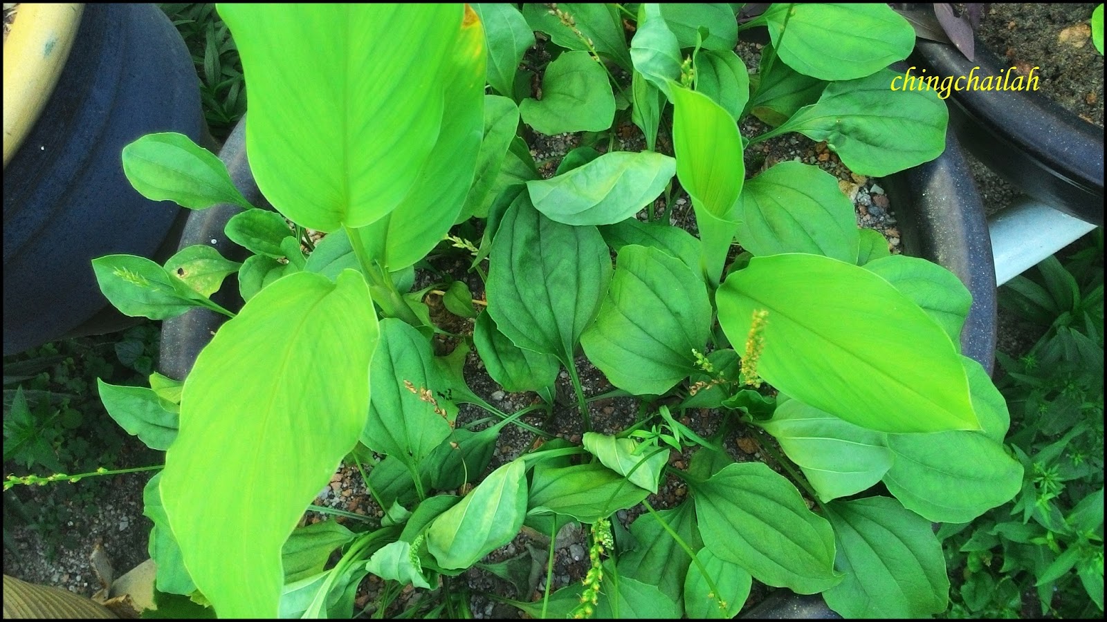 Simple Living In Nancy: Growing Yellow Ginger Or Turmeric In My Garden.
