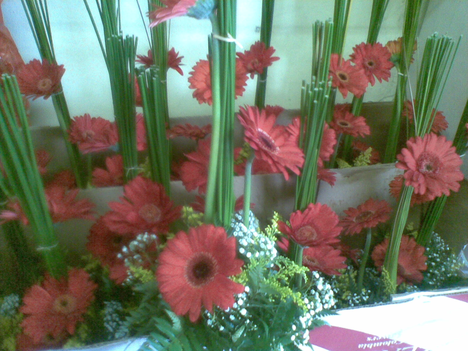 Floricultura Sagrada Família: Decoração com Gérbera Vermelha