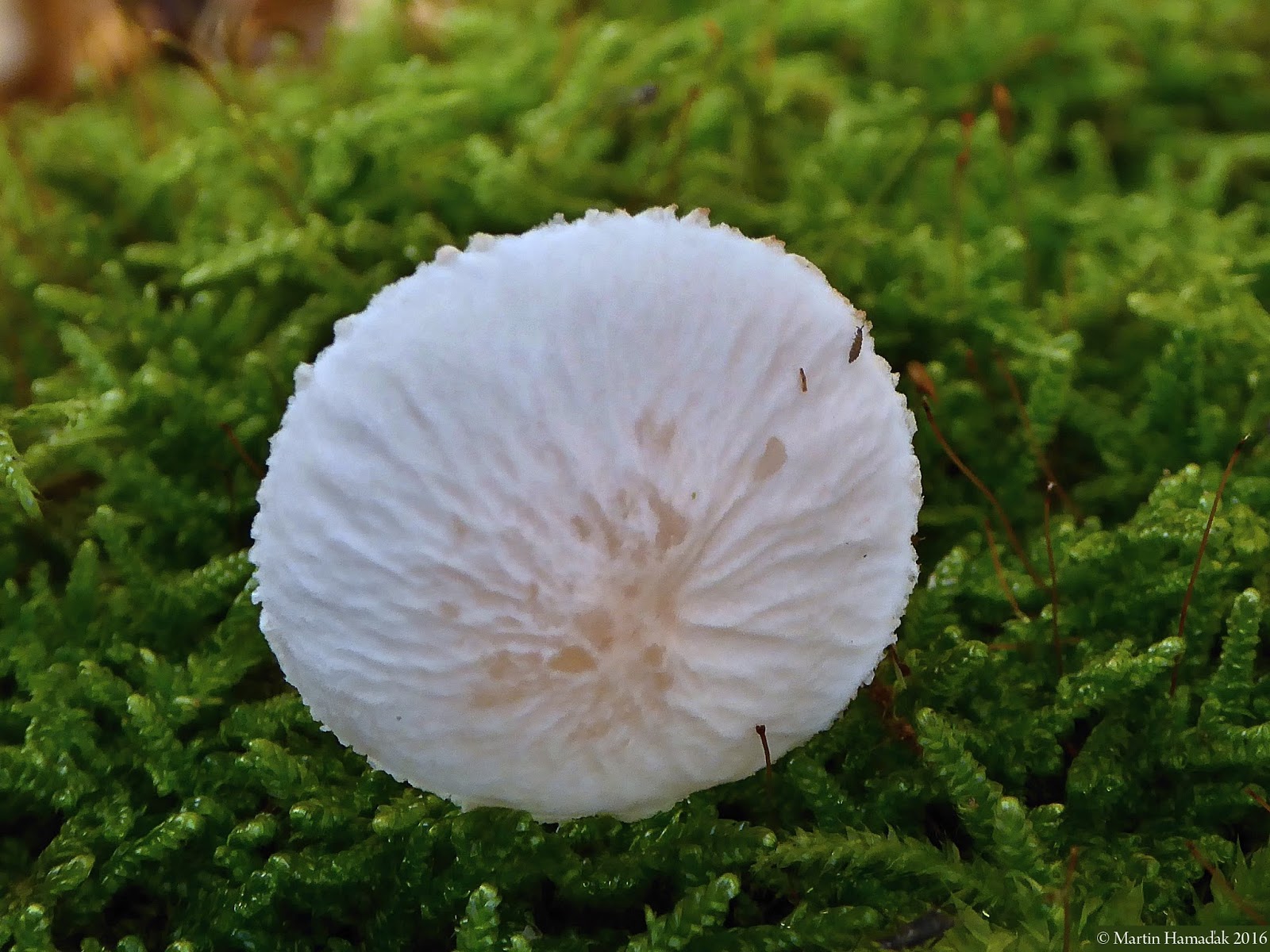 Martin Hamadak - Fotogalerie: Zrnivka žraločí - Cystoderma carcharias